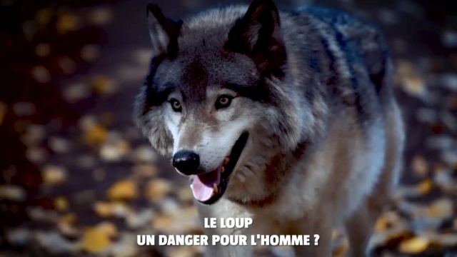 Le loup, un danger pour l'homme